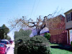 Tree Trimming and Removal